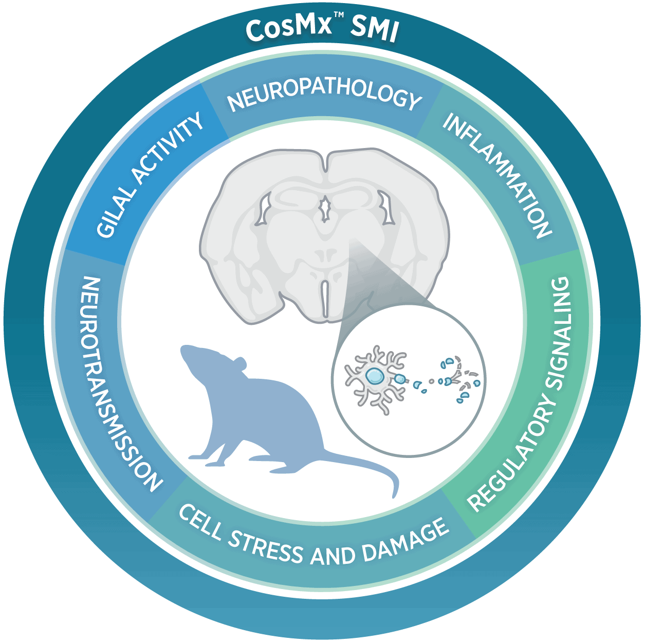 Unravel the Complexity of Neuroscience | Bruker Spatial Biology