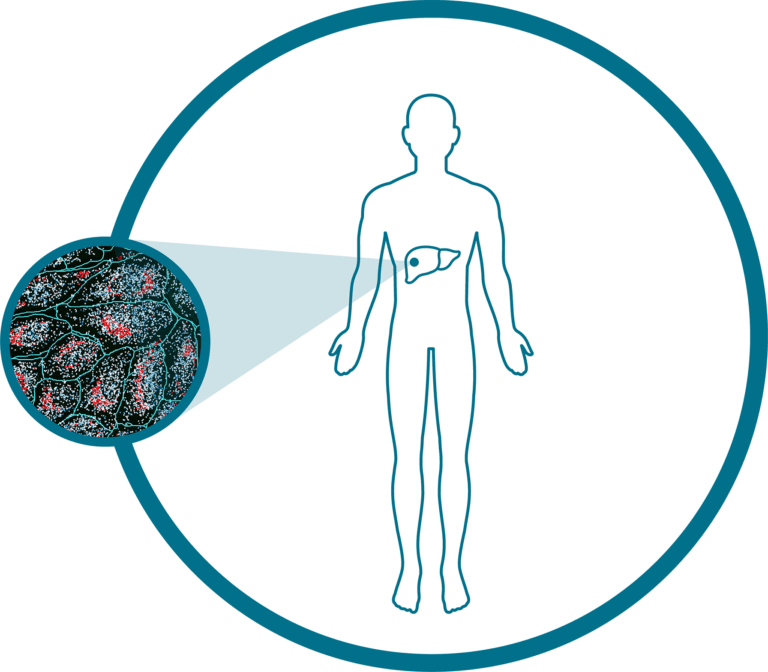 CosMx SMI Human Liver RNA FFPE Dataset | Bruker Spatial Biology