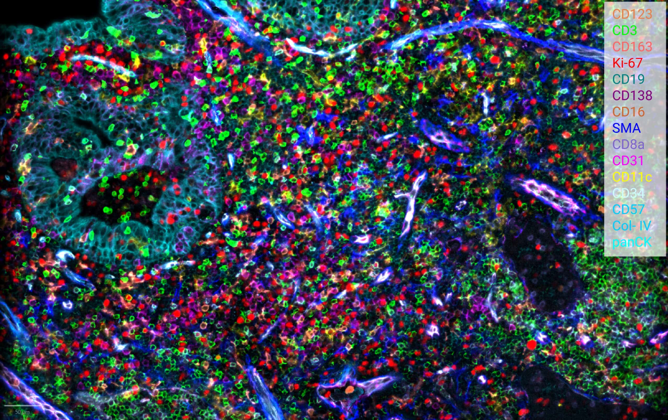 Introducing Enhanced Photobleaching in Cyclic Immunofluorescence for ...